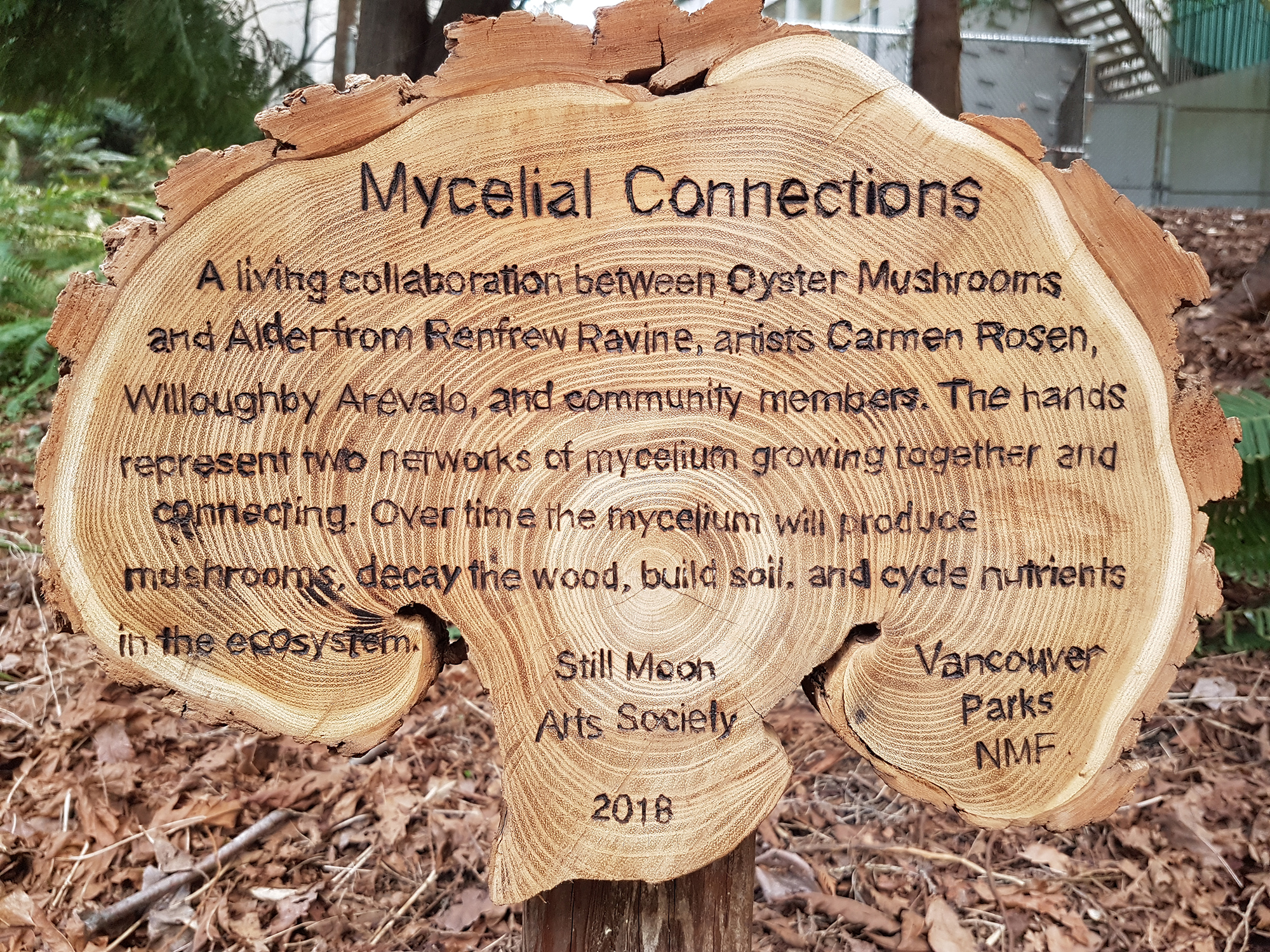 Mycelial Connections & Fruiting Bodies – The Art & Fungi Project