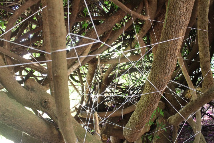 Mushroom Scores for Fake Naturalists – The Art & Fungi Project